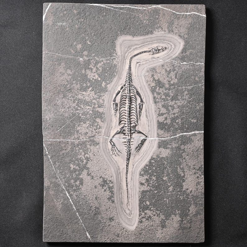 BIG Original Keichousaurus Hui Reptile Skeleton (9") 23cm Fossil on ...