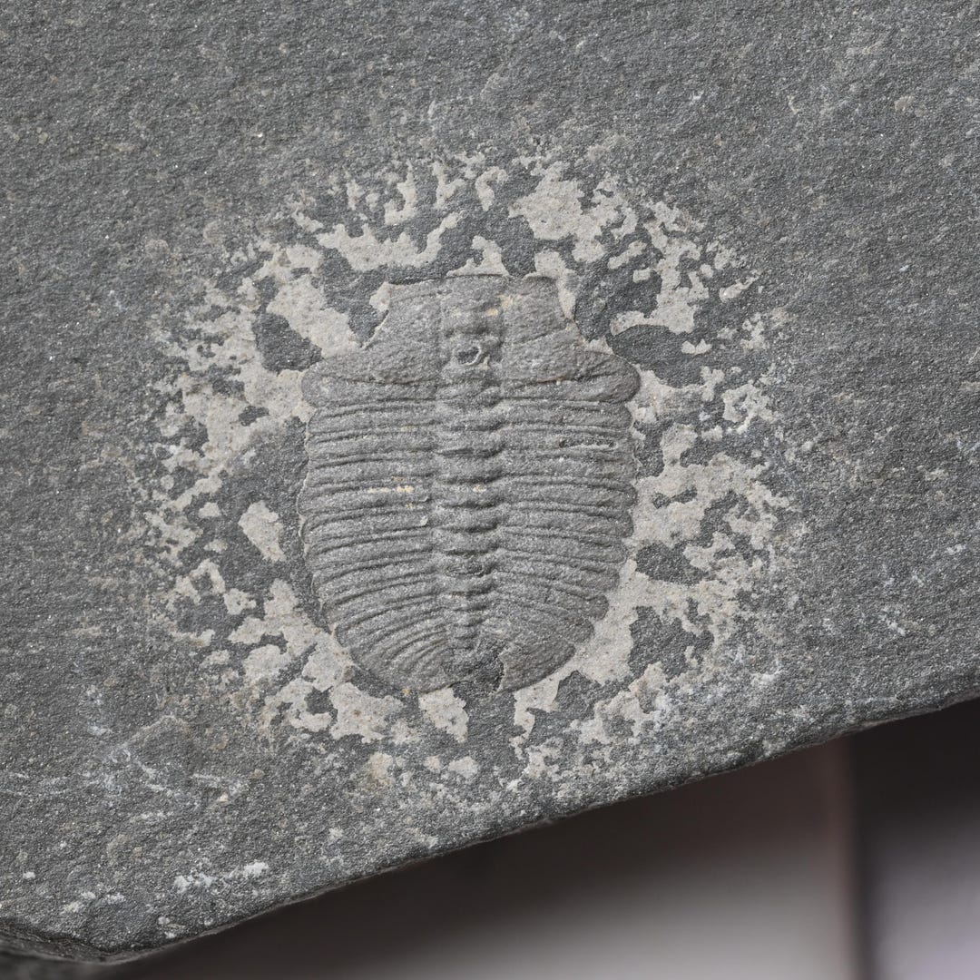CAMBRIAN Trilobite Fossil Oryctocarella Duyunensis Balang Formation ...