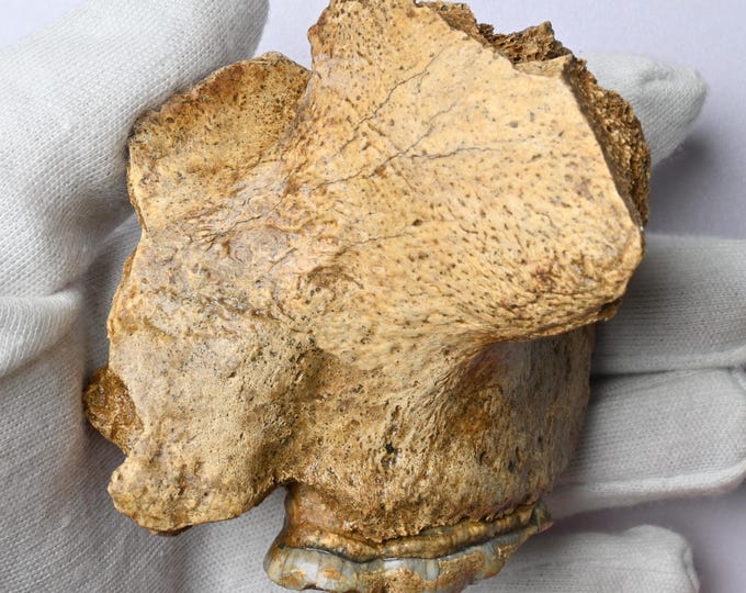 Fossil Austrian Cave Bear Skull Maxilla Alps Ice Age Pleistocene Molar ...
