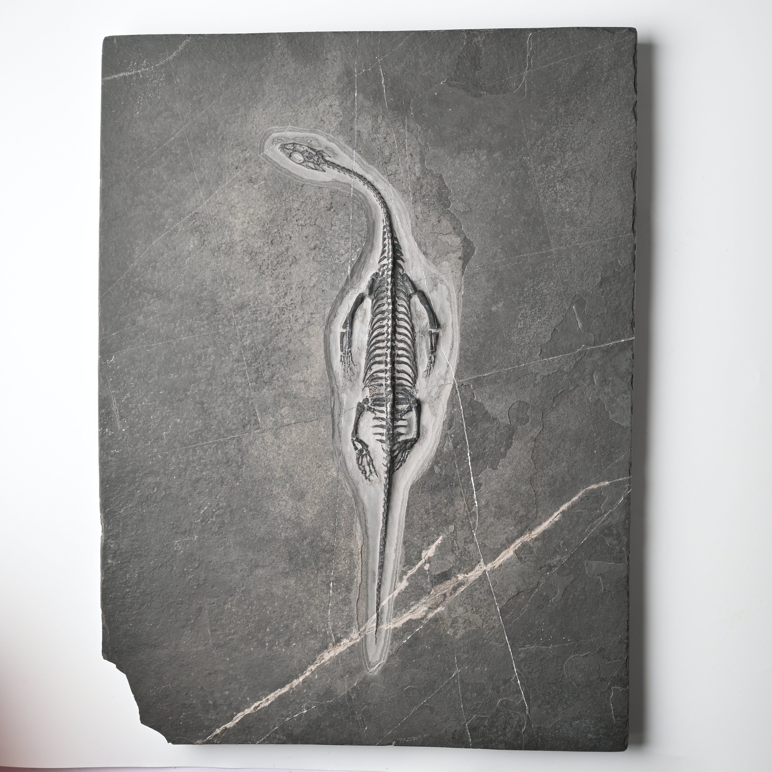 Keichousaurus Hui Skeleton With Skull Fossil 9 23cm Triassic Nothosaur ...