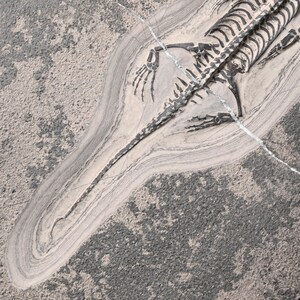 BIG Original Keichousaurus Hui Reptile Skeleton (9") 23cm Fossil on ...