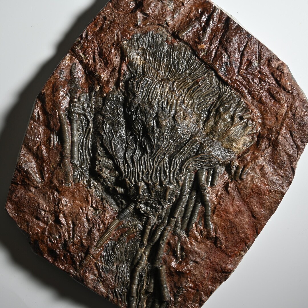 Silurian Crinoid Fossil Scyphocrinites Elegans Morocco Sealily Early ...