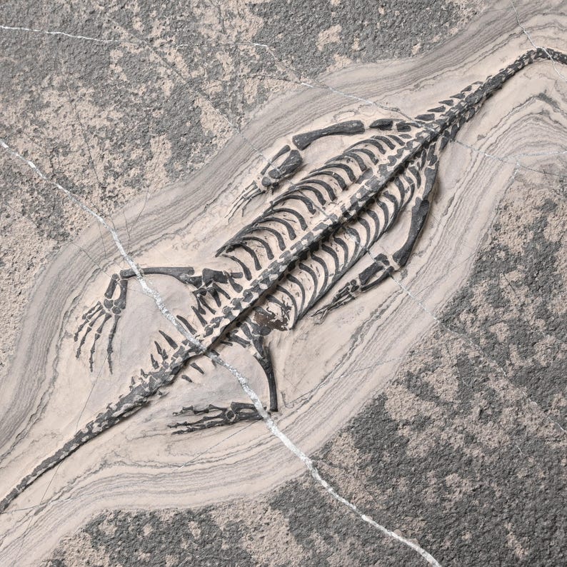 BIG Original Keichousaurus Hui Reptile Skeleton (9") 23cm Fossil on ...