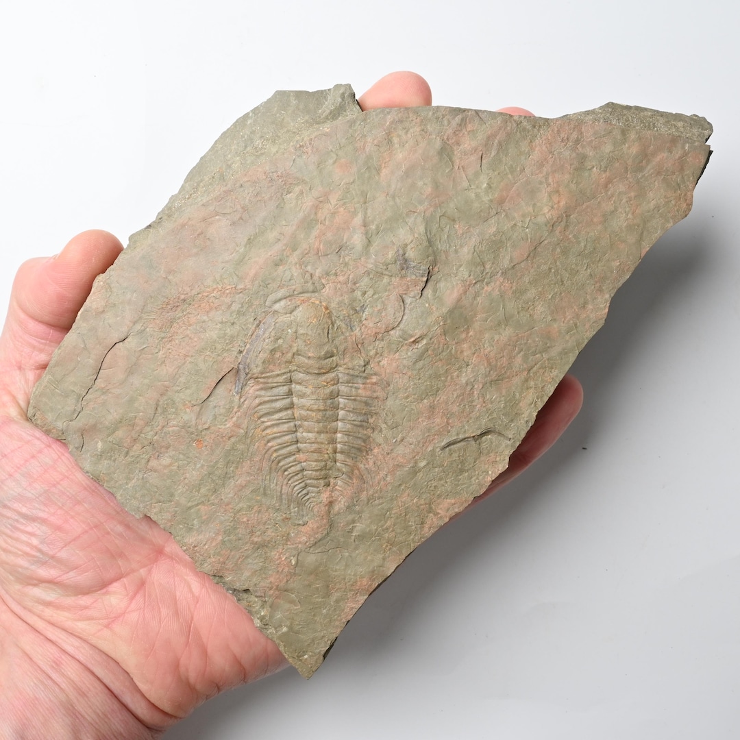 Cambrian Cactus Fossil Association Allonnia Tenuis Chancelloriid ...