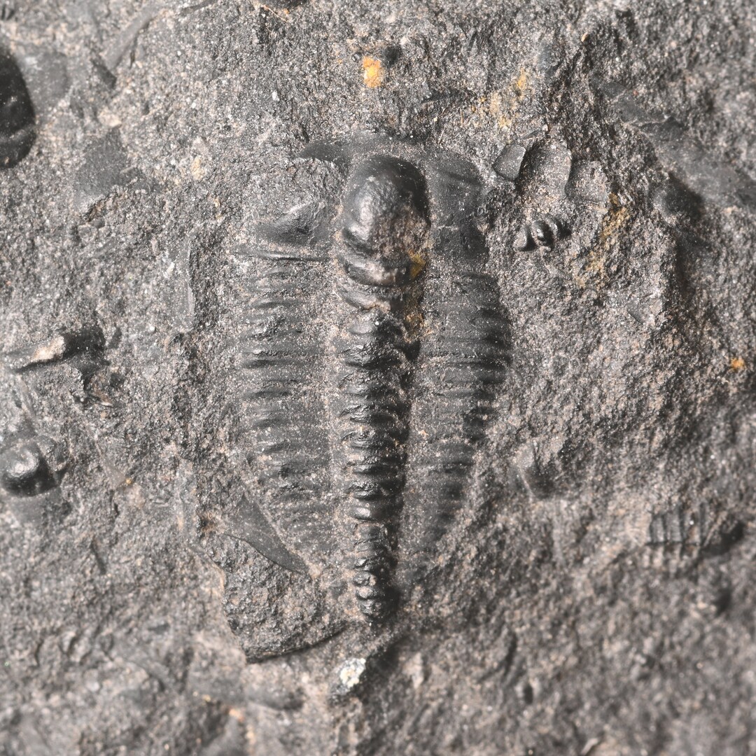 RARE Complete Leptoplastus Sp. Trilobite Andrarum Scania Sweden Zone ...