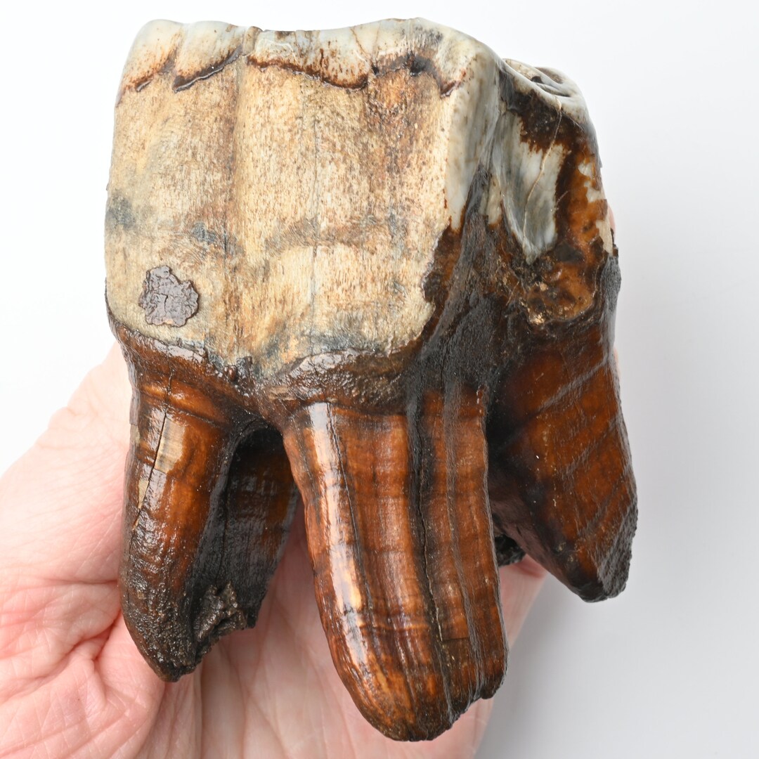 Big Woolly Rhino Molar Siberia Permafrost Fossil Rhinoceros Coelodonta ...