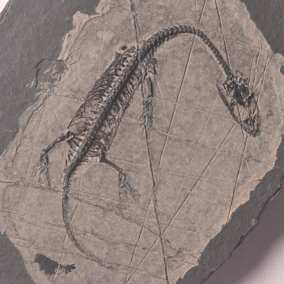 Esqueleto de reptil fósil completo Keichousaurus hui Triásico - Etsy España