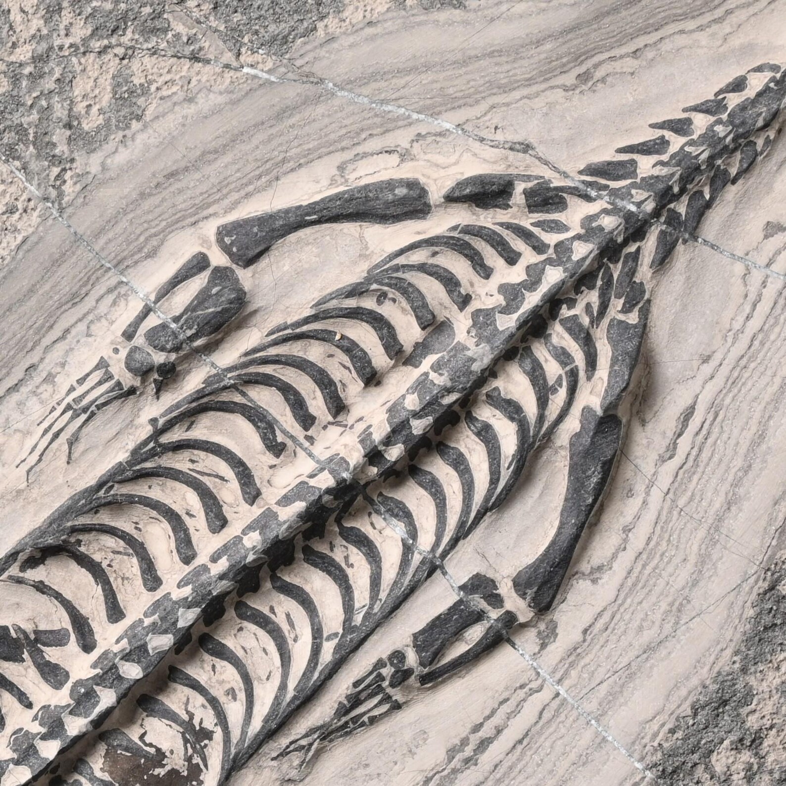 BIG Original Keichousaurus Hui Reptile Skeleton (9") 23cm Fossil on ...