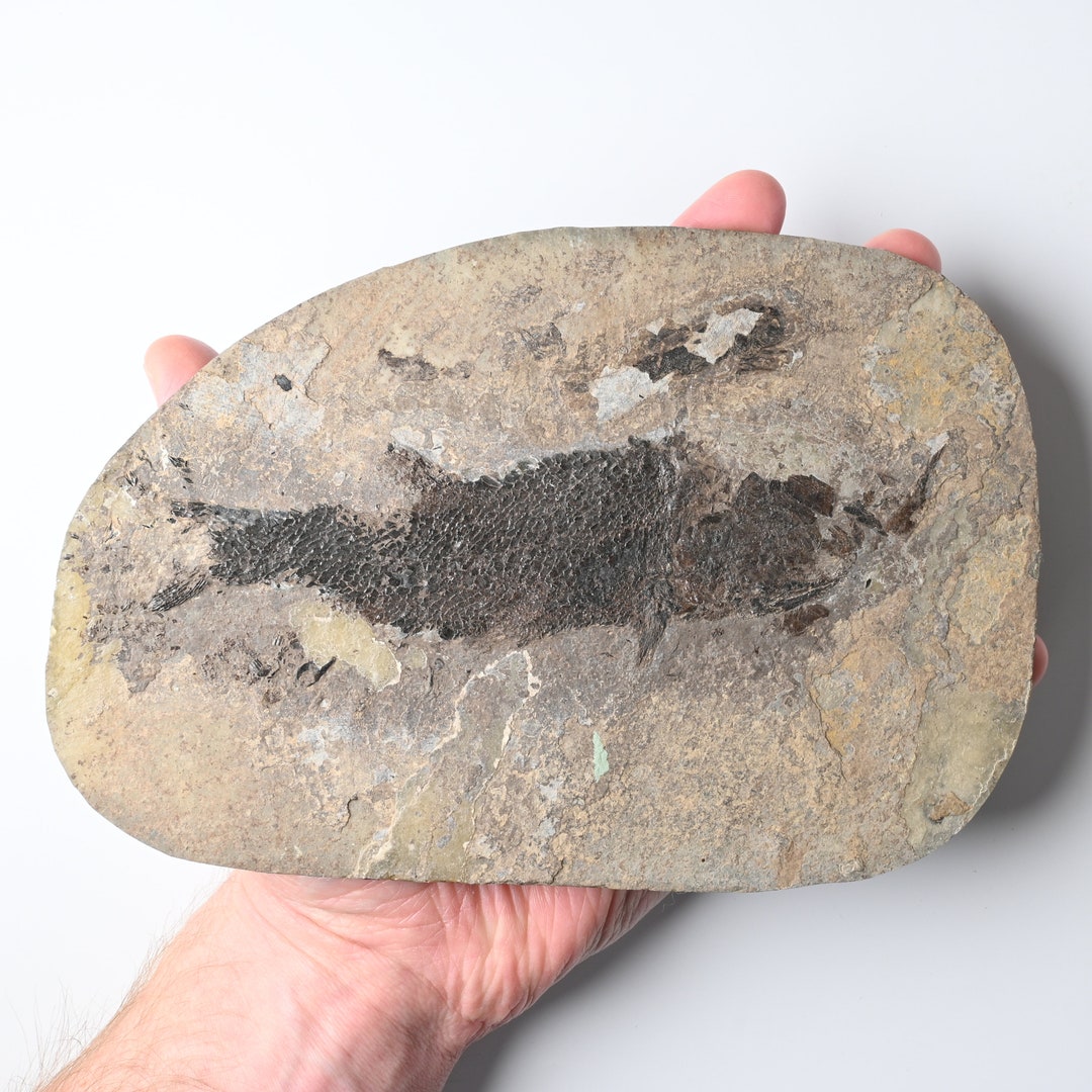 Original Permian Fish Fossil Germany Paramblypterus Gelberti 14.8cm ...