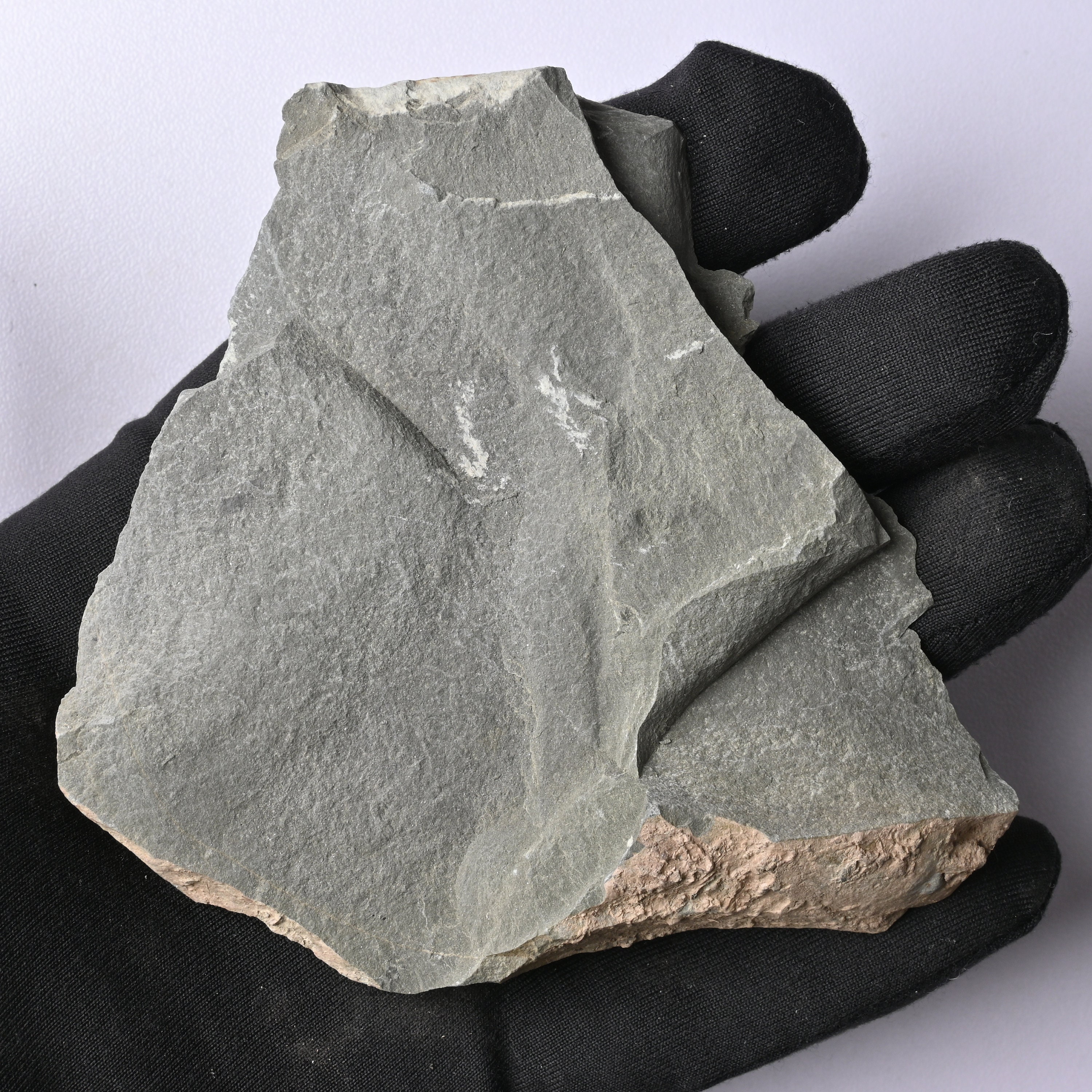 Archanodon Ekpempusa Fossil Bivalve Klerf Formation Mussel Germany ...