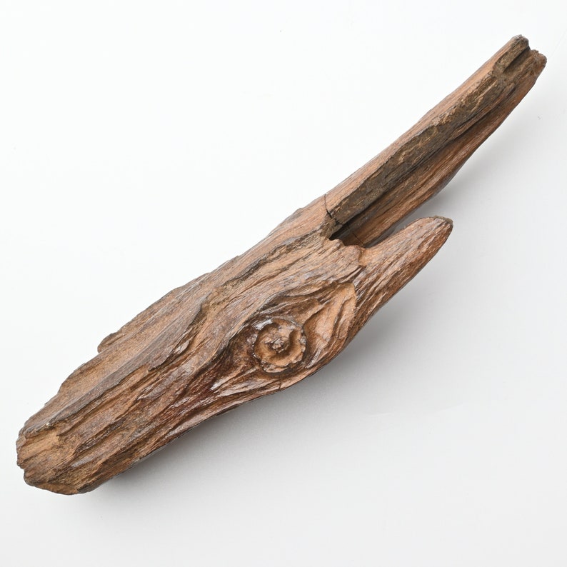Petrified Wood With TREE EYE Amur River Region Siberia Unusual Location ...