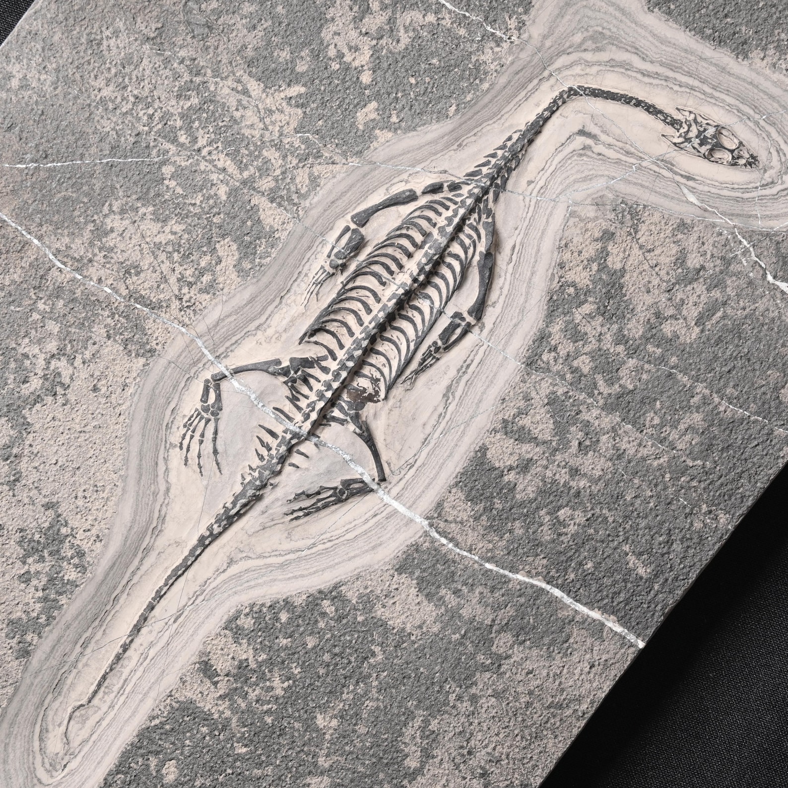 BIG Original Keichousaurus Hui Reptile Skeleton (9") 23cm Fossil on ...