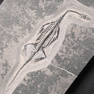 BIG Original Keichousaurus Hui Reptile Skeleton (9") 23cm Fossil on ...