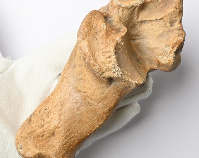 Fossil Steppe Bison Calcaneus Heel Bone Bison Priscus Steppe Wisent ...