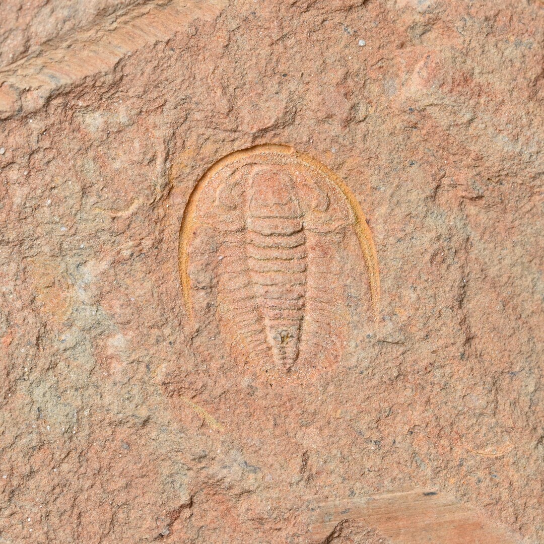 Rare Upper Cambrian Remopleurid Trilobite Haniwa Longa Guole Biota ...