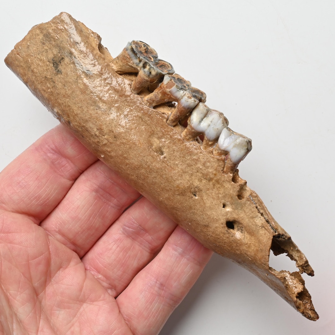 Pleistocene Wild Boar Jaw Mandible Section With Teeth Molars Intact ...