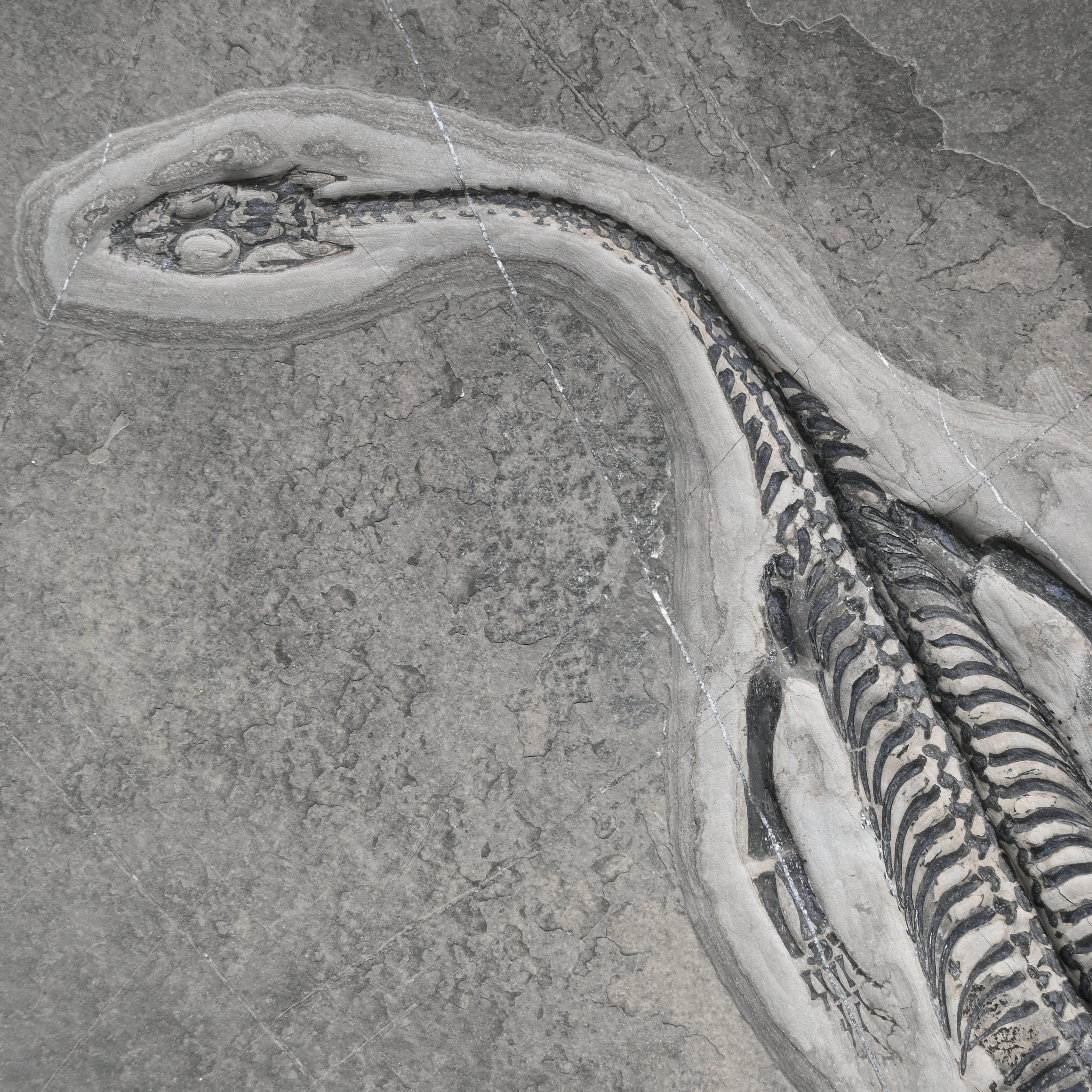 Keichousaurus Hui Skeleton With Skull Fossil 9 23cm Triassic Nothosaur ...