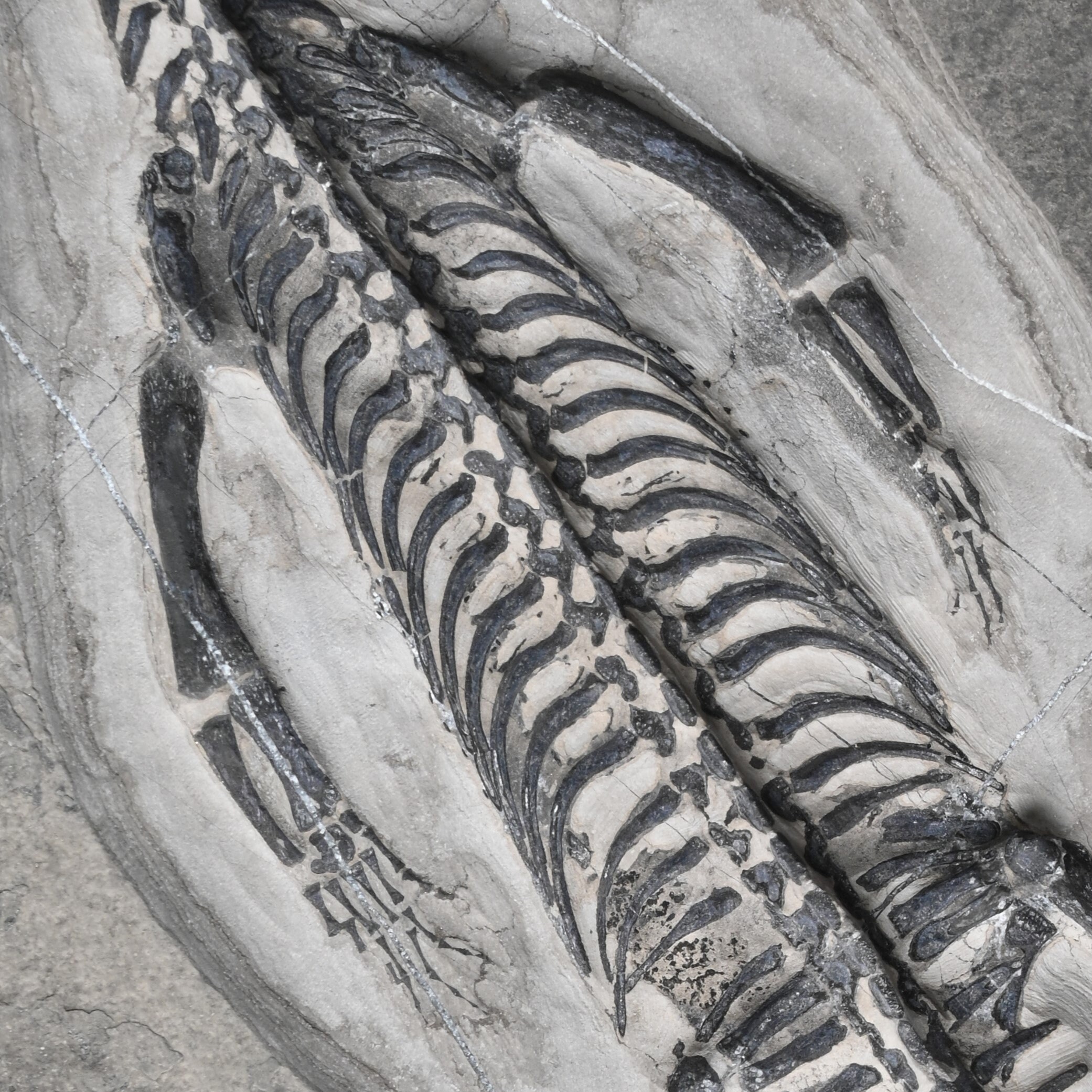 Keichousaurus Hui Skeleton With Skull Fossil 9 23cm Triassic Nothosaur ...