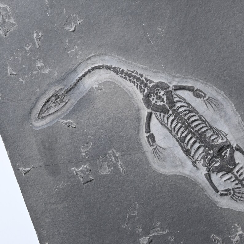 Double Keichousaurus Hui Skeleton With Skull Fossil 17cm 6.69 Triassic ...