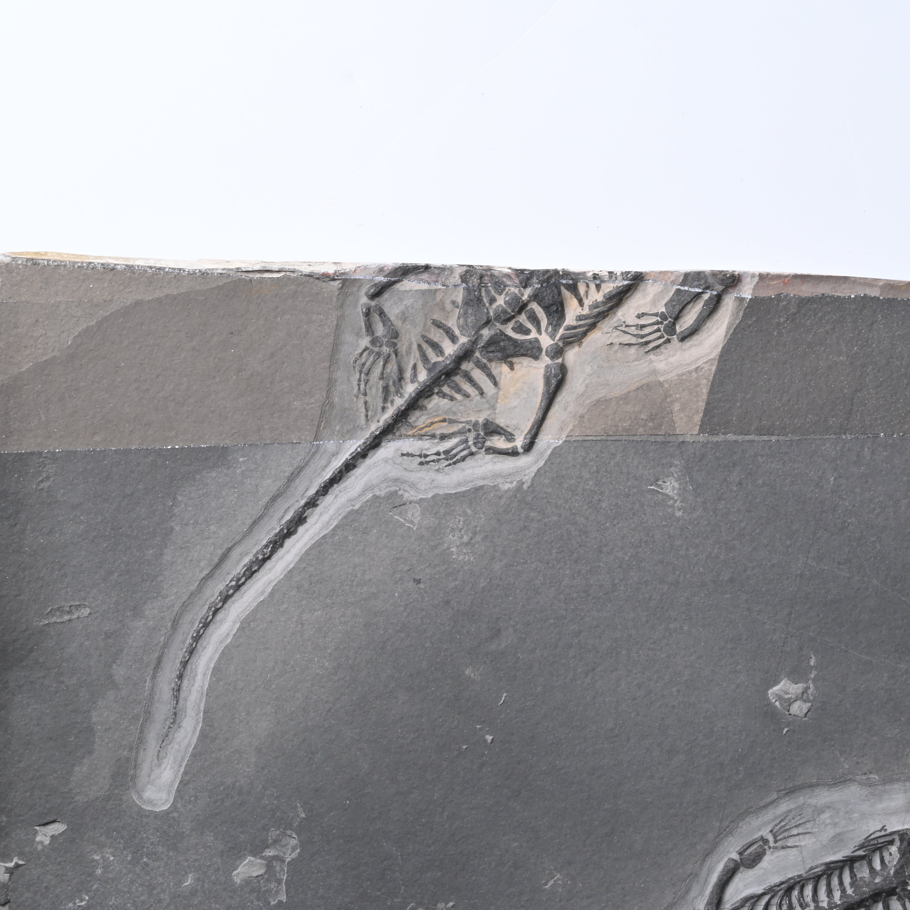 Double Keichousaurus Hui Skeleton With Skull Fossil 17cm 6.69 Triassic ...