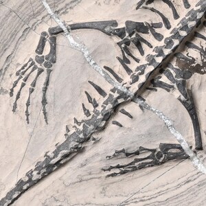 BIG Original Keichousaurus Hui Reptile Skeleton (9") 23cm Fossil on ...