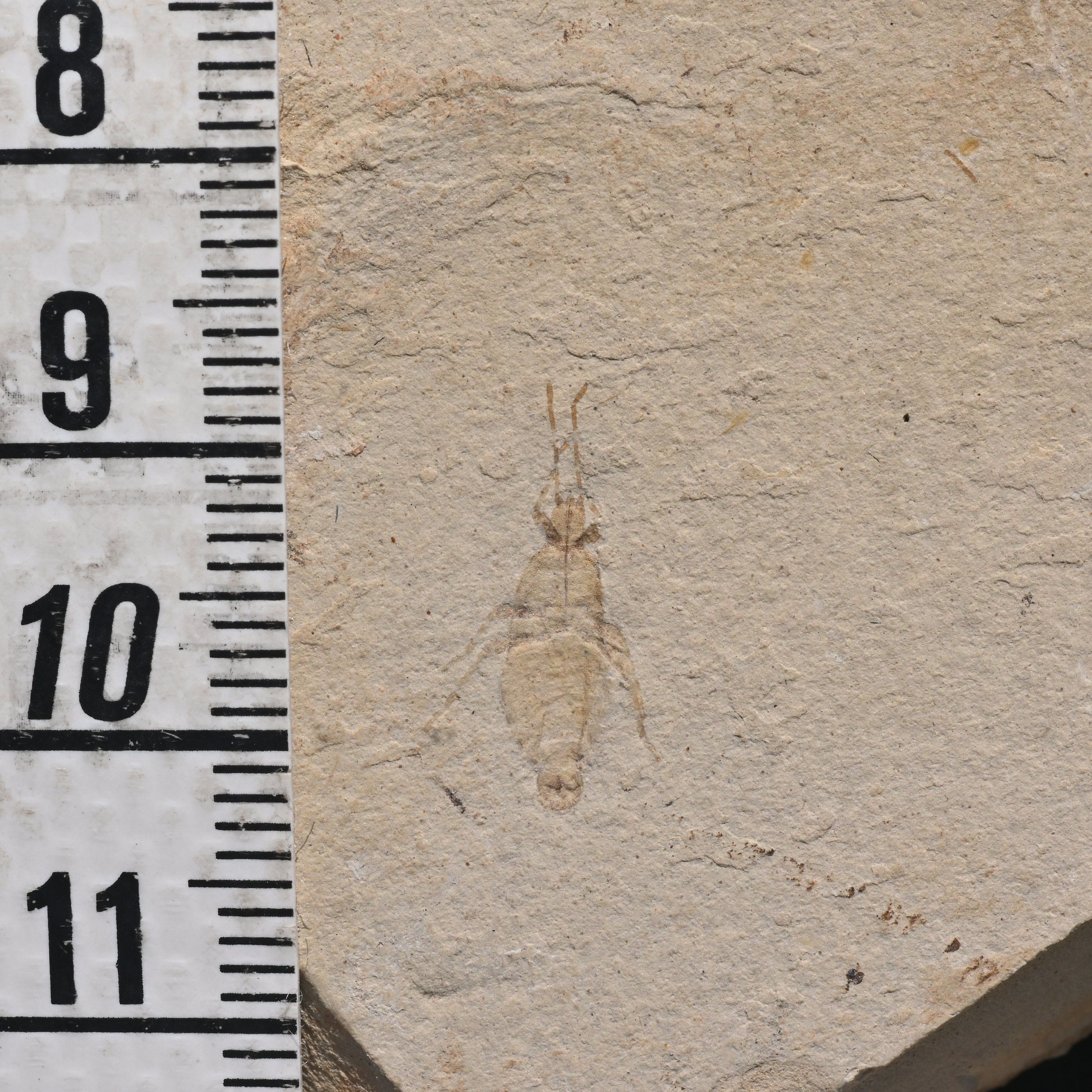 RARE Dinosaur Era Fossil Insect Blood-feeding Bug Torirostratus Pilosus ...