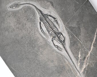 Keichousaurus Hui Skeleton With Skull Fossil 6.4 16.5cm Triassic ...