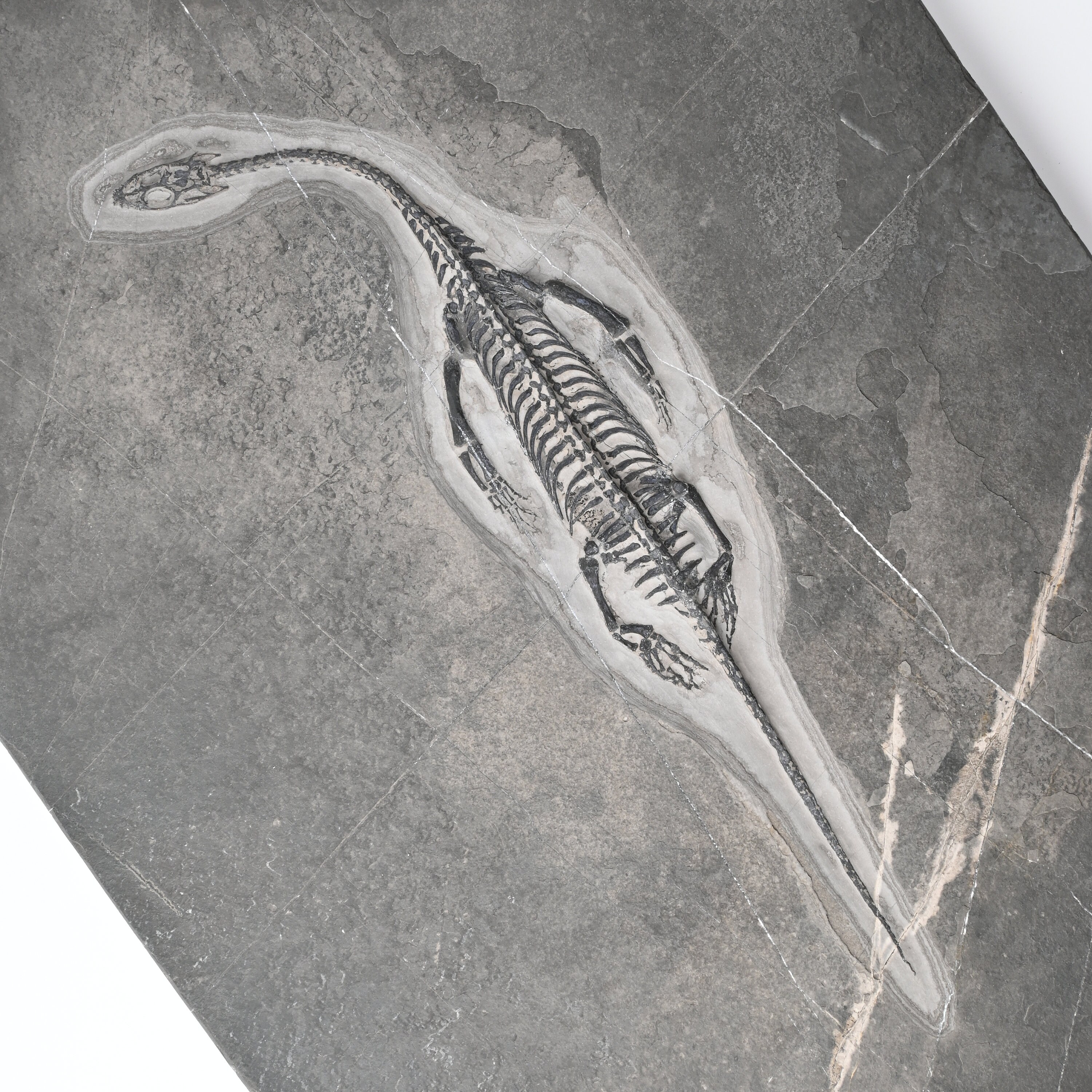 Keichousaurus Hui Skeleton With Skull Fossil 9 23cm Triassic Nothosaur ...