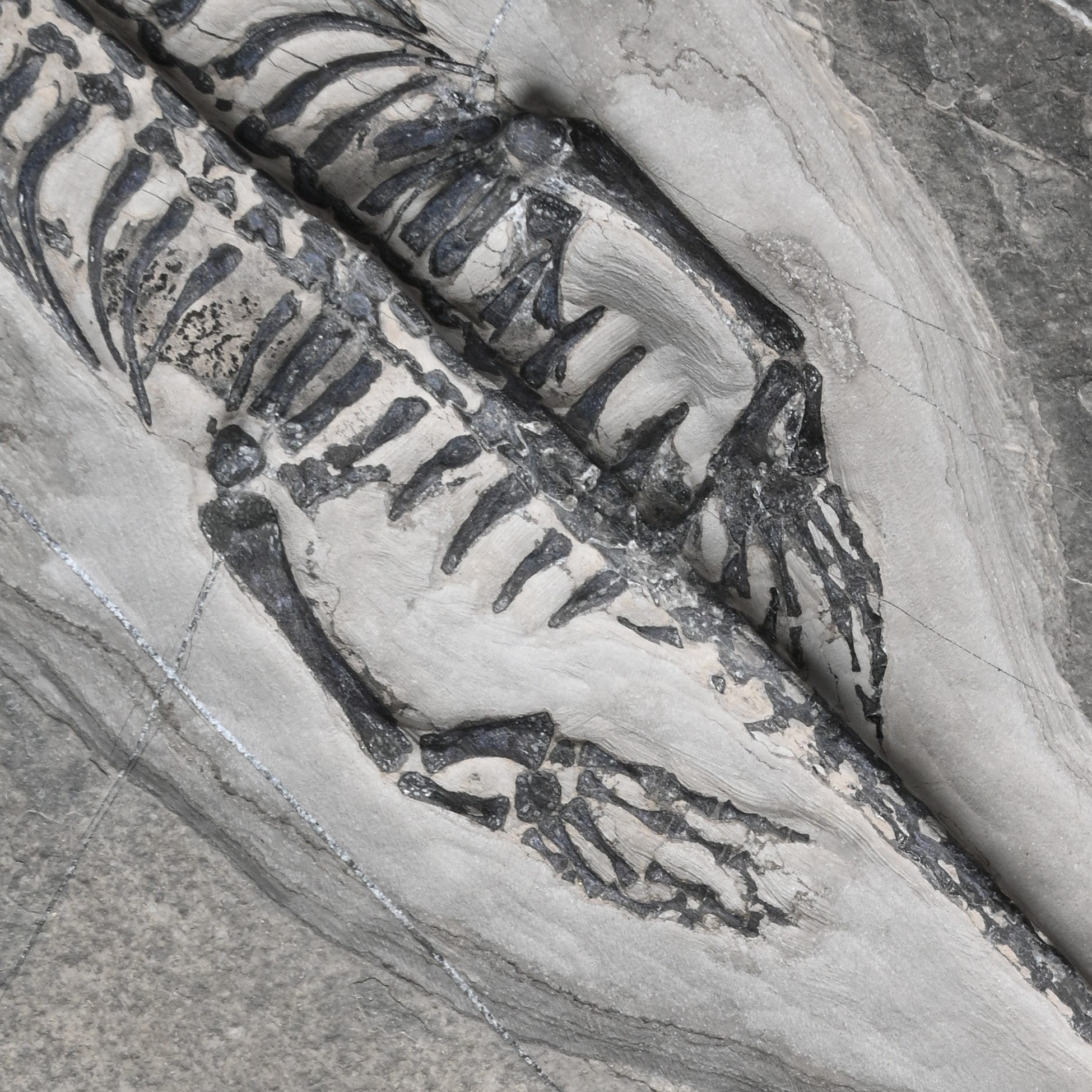 Keichousaurus Hui Skeleton With Skull Fossil 9 23cm Triassic Nothosaur ...