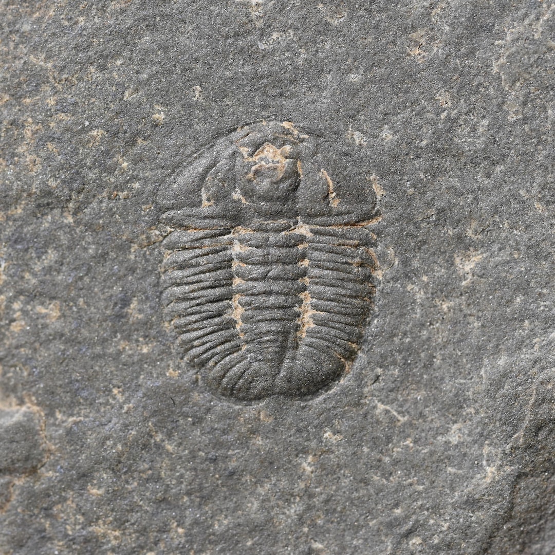 Ancient CAMBRIAN Trilobite Fossil Duyunaspis Duyunensis Balang ...