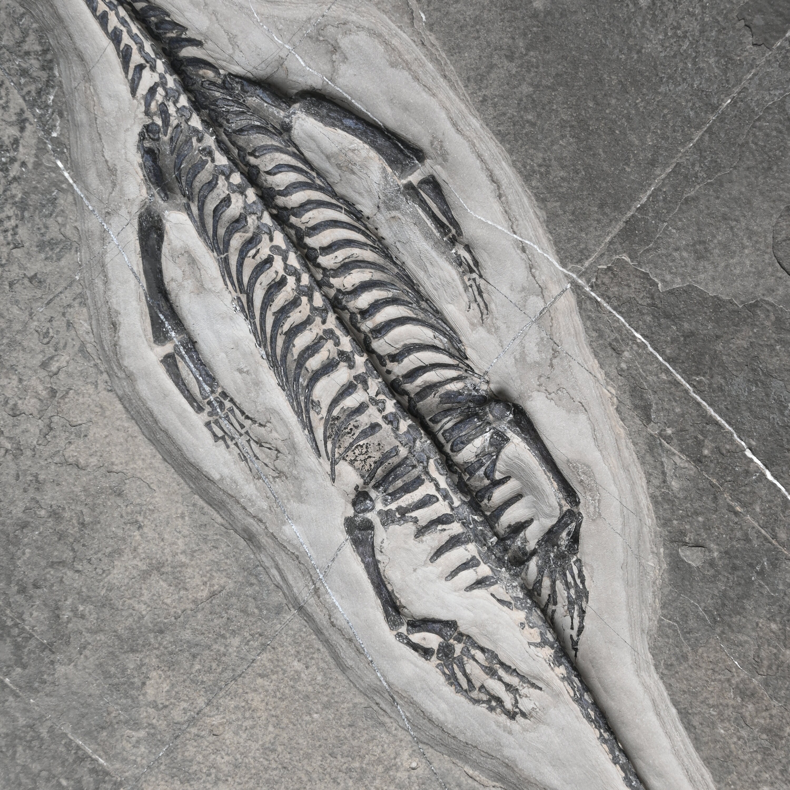 Keichousaurus Hui Skeleton With Skull Fossil 9 23cm Triassic Nothosaur ...