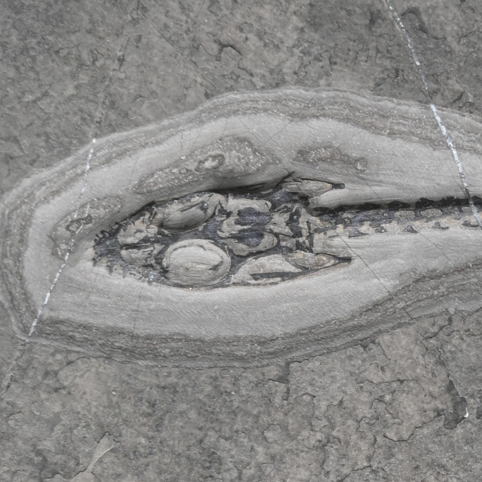 Keichousaurus Hui Skeleton With Skull Fossil 9 23cm Triassic Nothosaur ...