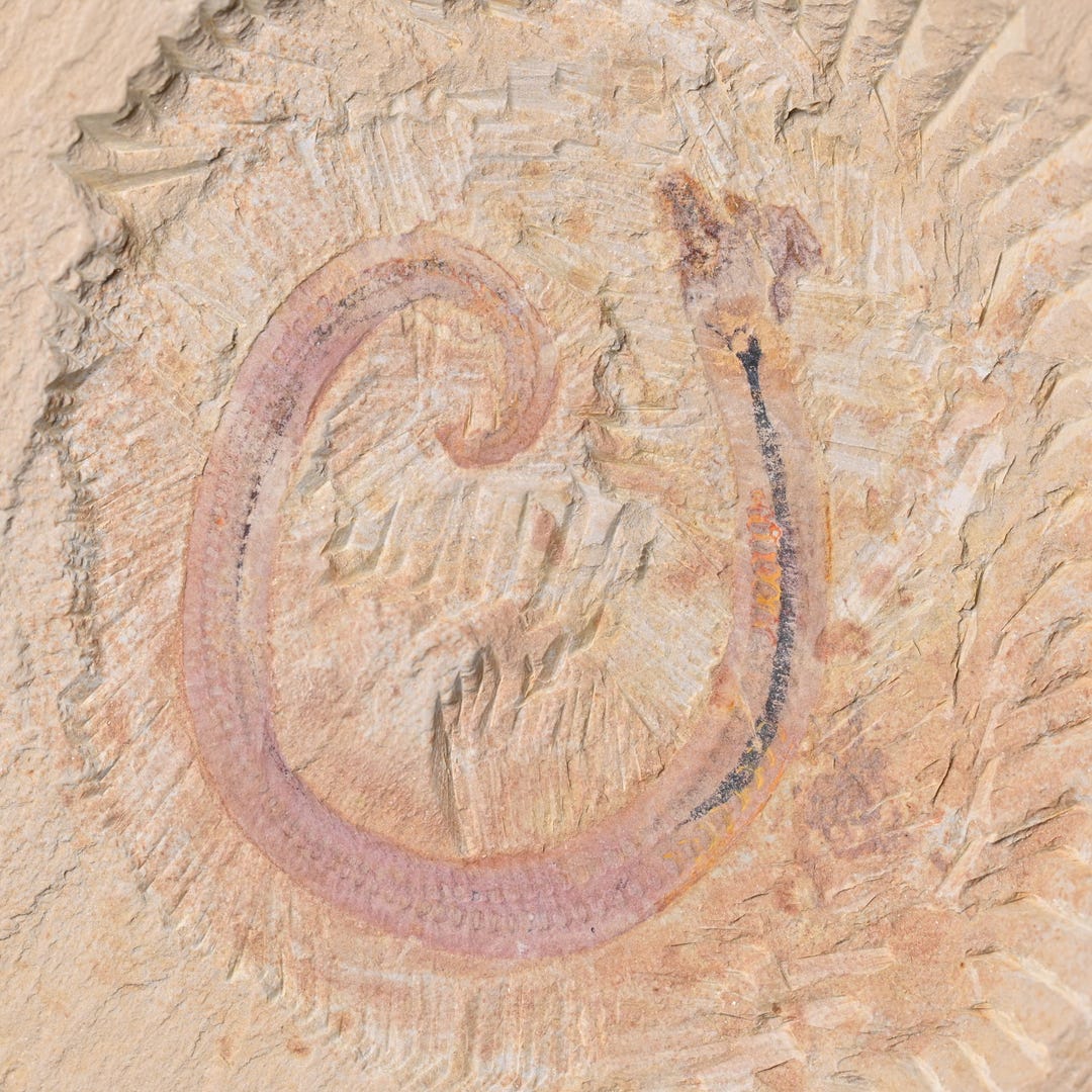 CAMBRIAN Fossil Worm Cricocosmia Jinningensis Chengjiang Cambrian ...