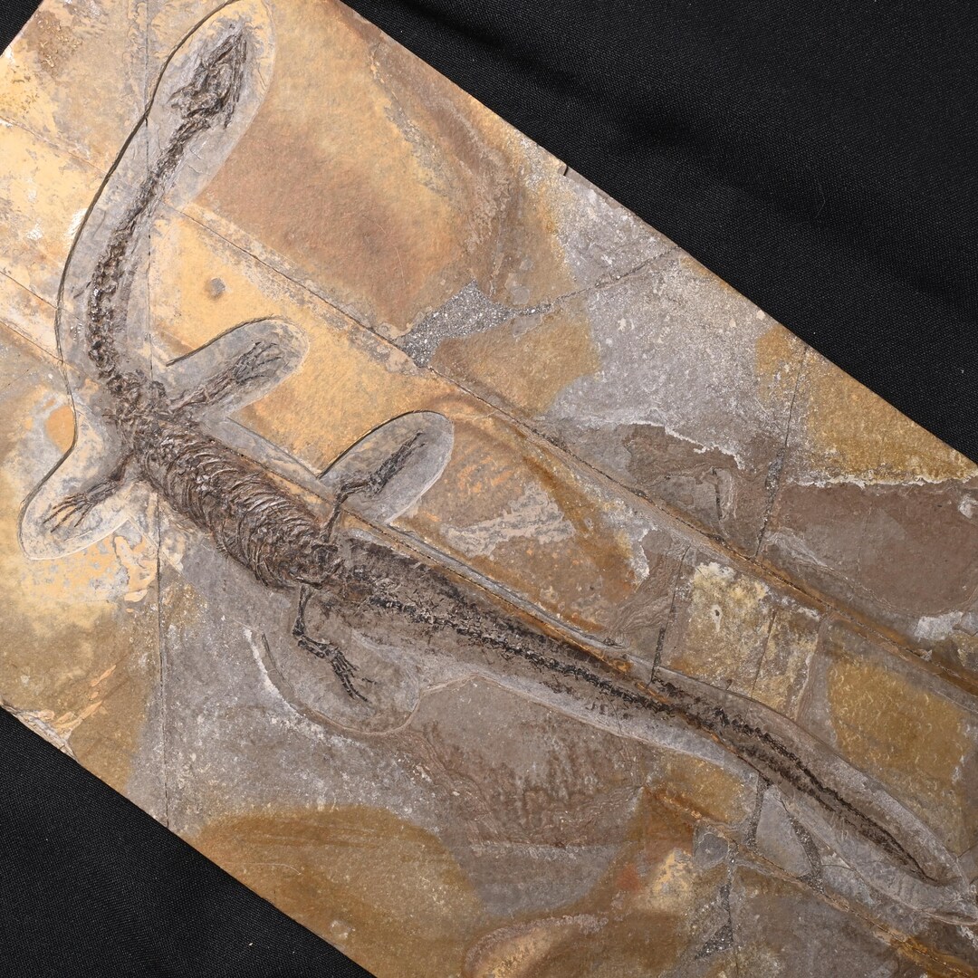 BIG Original Fossil Reptile Skeleton (11.2") 28.5cm Hyphalosaurus ...