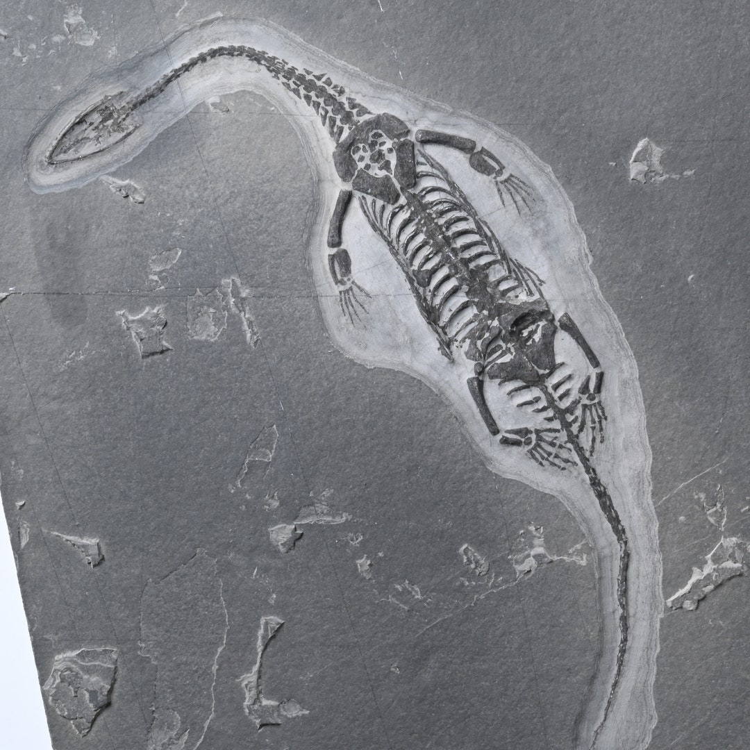 Double Keichousaurus Hui Skeleton With Skull Fossil 17cm 6.69 Triassic ...