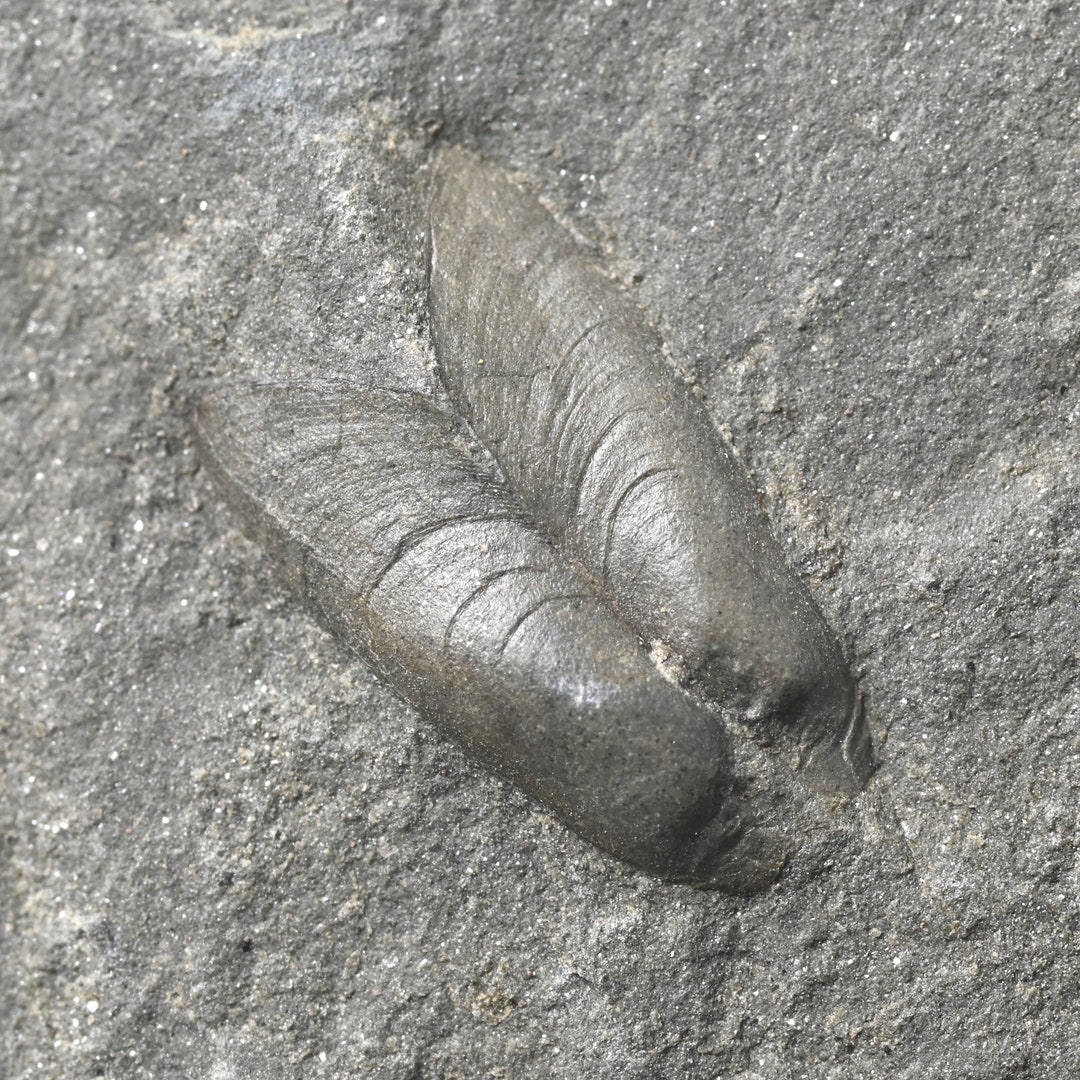Archanodon Ekpempusa Fossil Bivalve Klerf Formation Mussel Germany ...