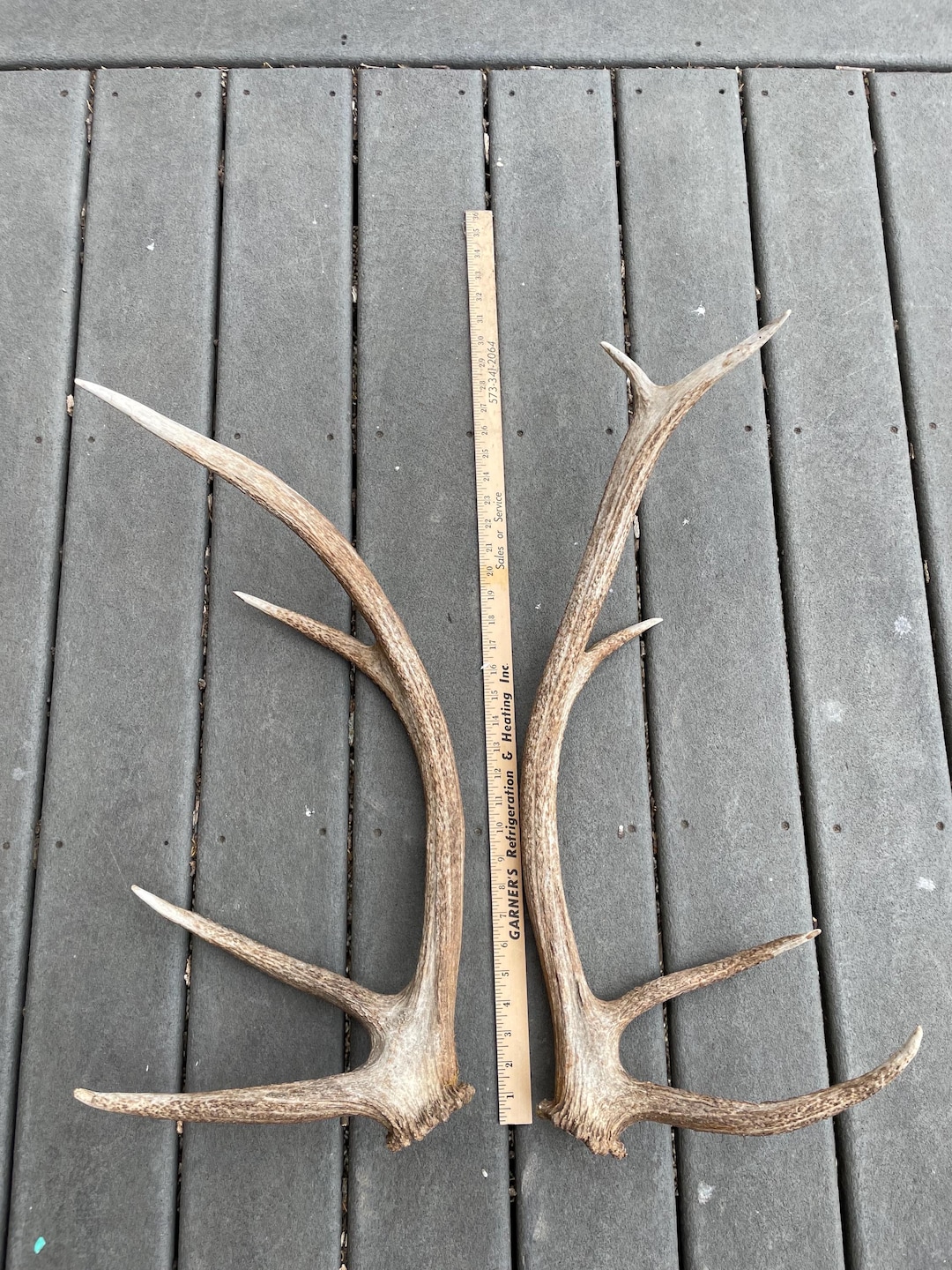 Elk Antler Shed. Fresh Pair - Etsy