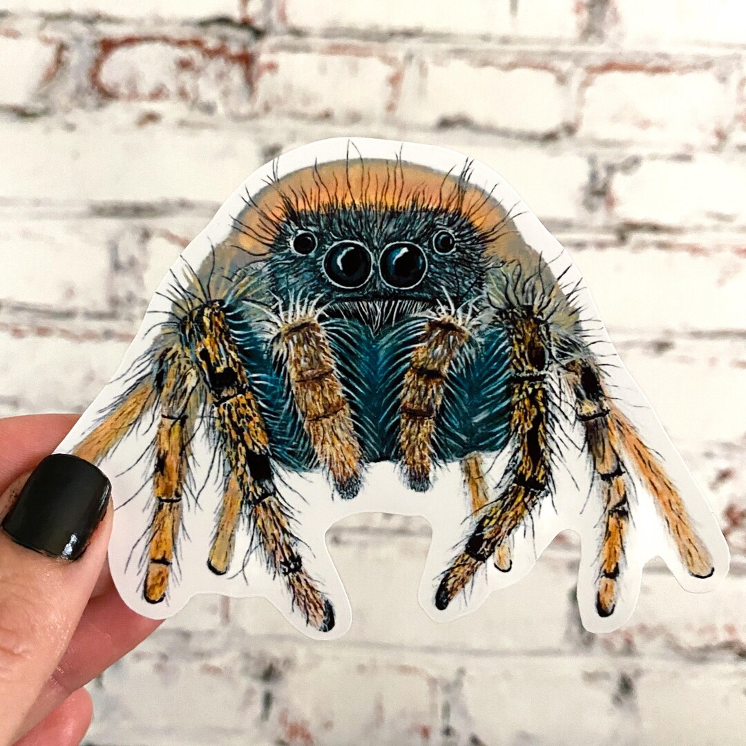 Jumping Spider Vinyl Sticker - Etsy