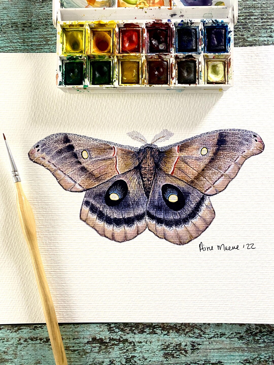 Polyphemus Moth Giclée Art Print - 8" X 10" - Signed - Unframed ...