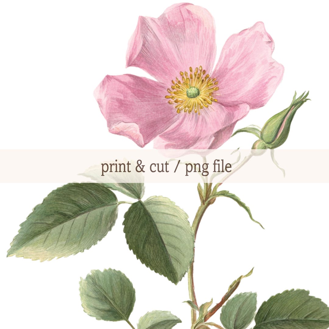 Vintage Pink Flower Printable: Botanical Watercolor Illustration (PNG ...