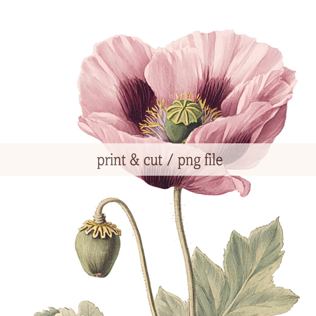 Vintage Opium Poppy Print: Botanical Watercolor Illustration (PNG ...