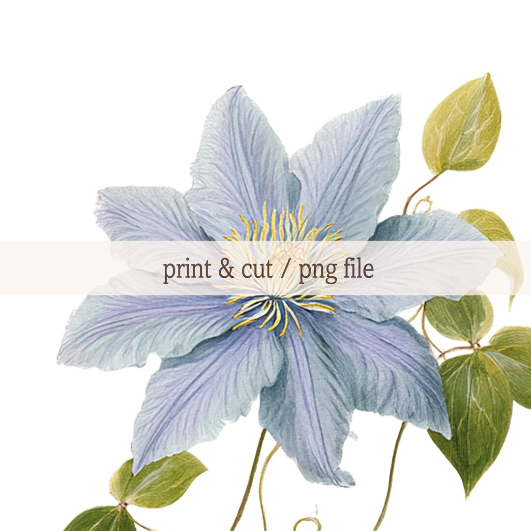 Vintage Blue Clematis Flower Printable, Botanical Wall Art Download ...