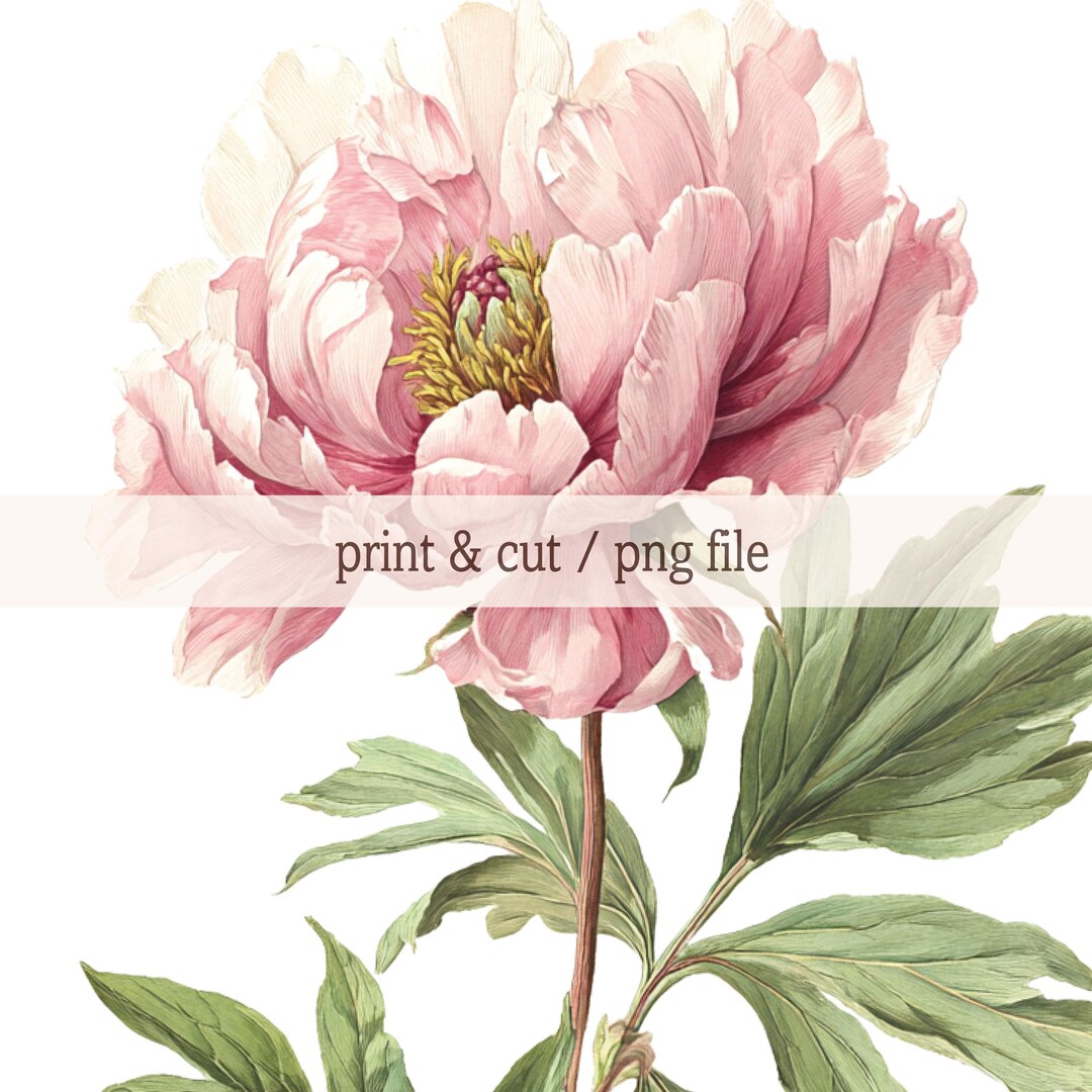 Vintage Peony Flower Printable: Romantic Botanical Illustration (PNG ...