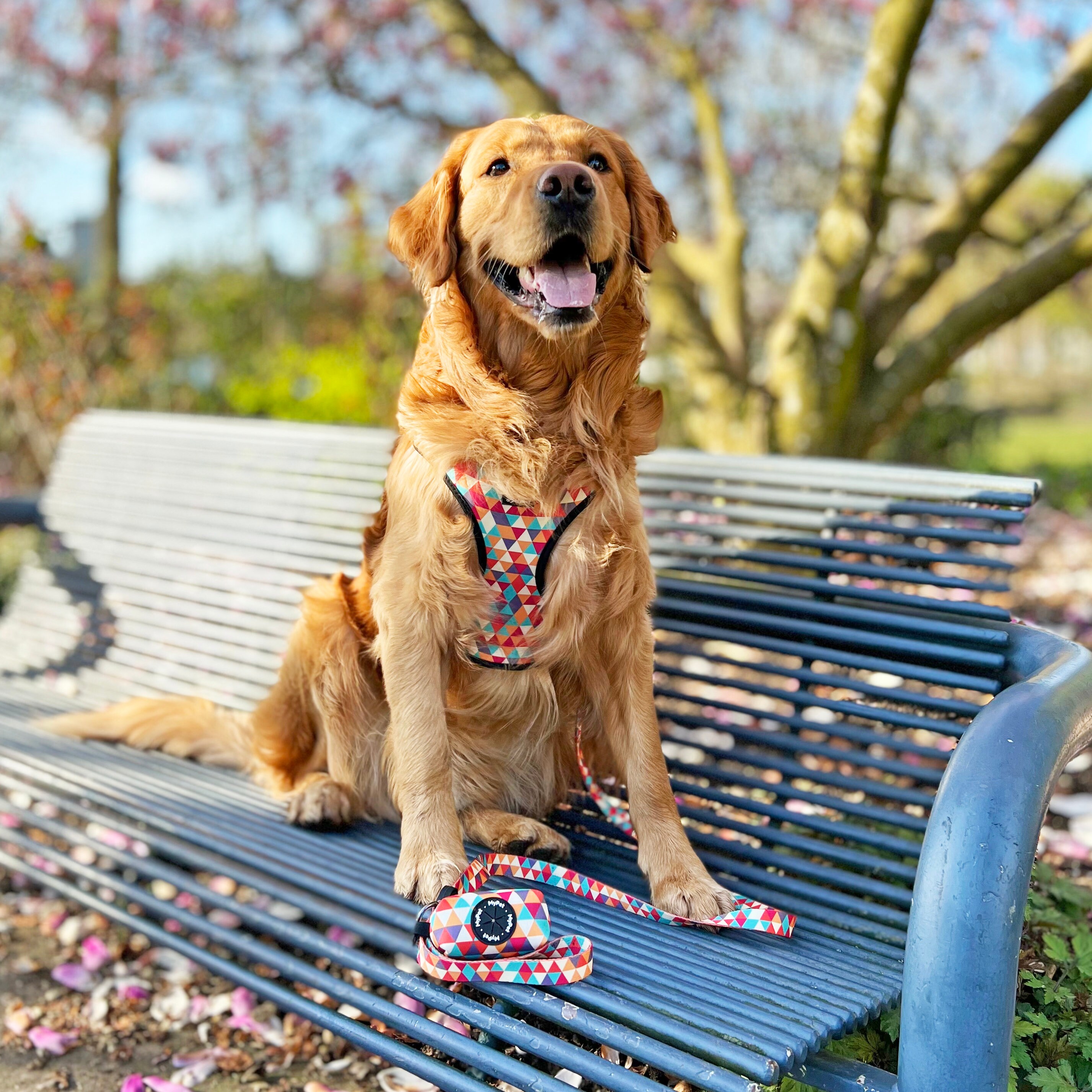 Dog Harness Set Mypet Adjustable Harness Collar Leash - Etsy