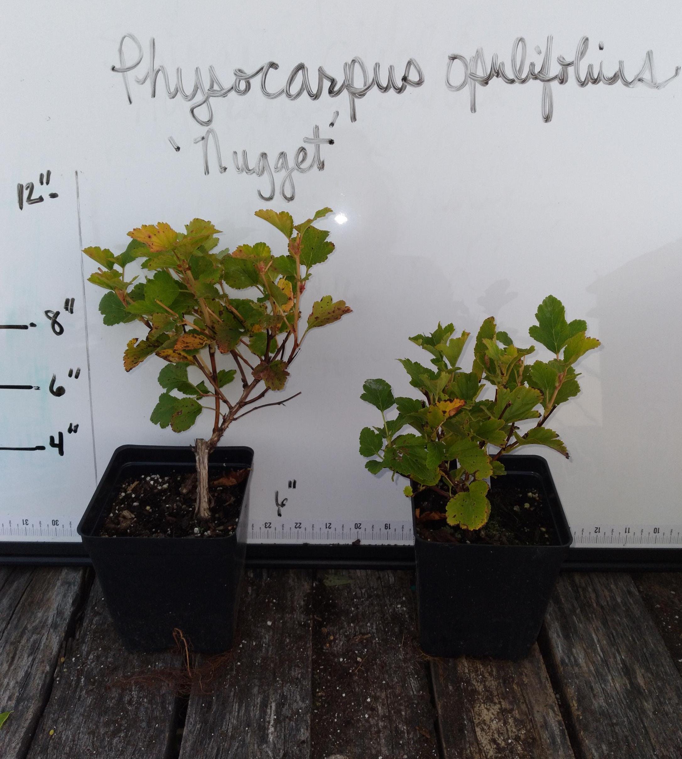 Ninebark, Physocarpus Opulifolius 'nugget' Ninebark One (1) 4 1/2 ...