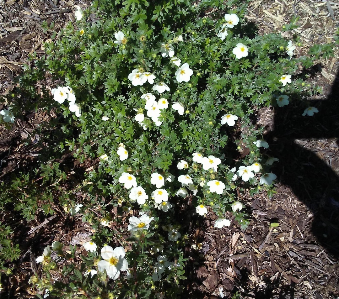 White Potentilla, Potentilla Fruticosa 'mckay's White' One (1) 4 1/2 ...