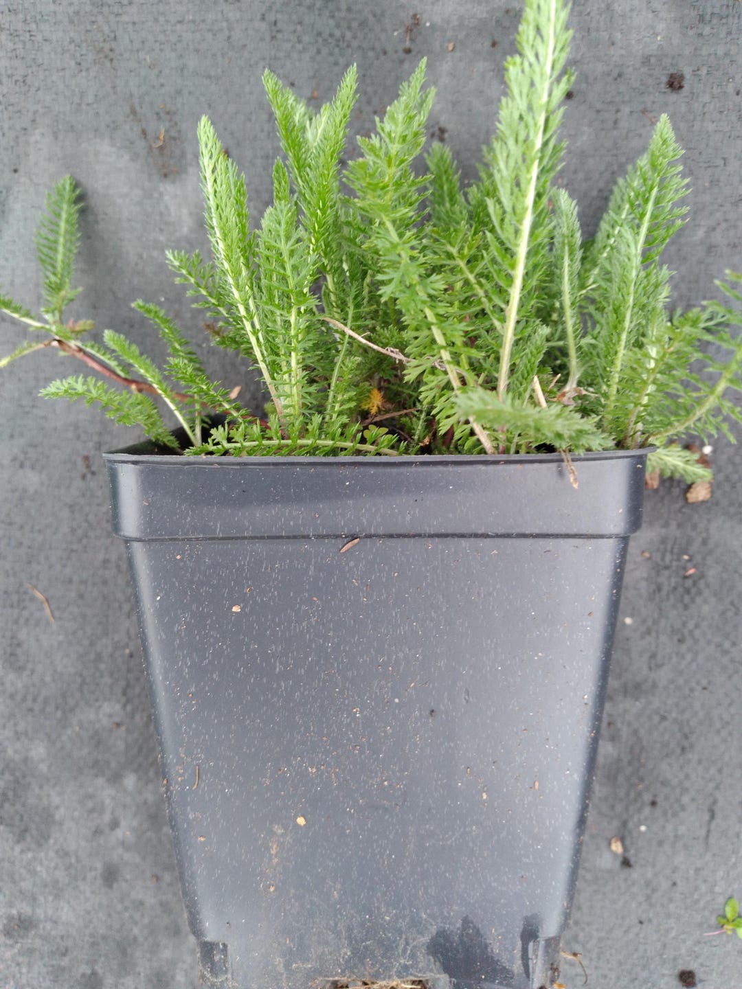 Yarrow, Achillea Millefolium 'colorado', Starter Plant! (1) One Live ...