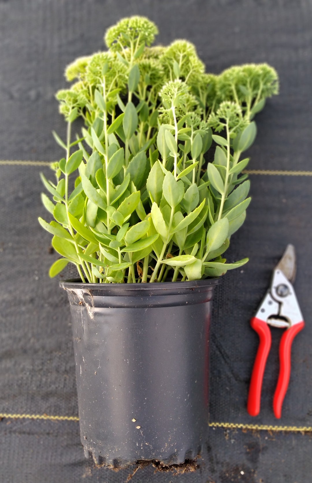 Tall Stonecrop, Sedum X 'autumn Fire' 1 Gallon Live Plant! Fall ...