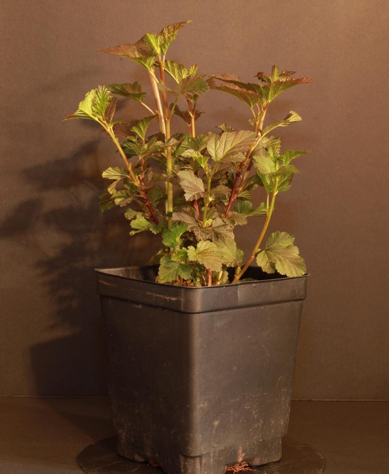 Purple Ninebark, Physocarpus Opulifolius 'monlo', (1) One 4 1/2 ...