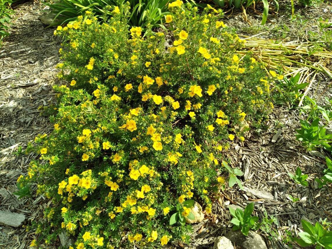 Yellow Potentilla, Potentilla Fruticosa 'goldfinger' One (1) 4 1/2 ...